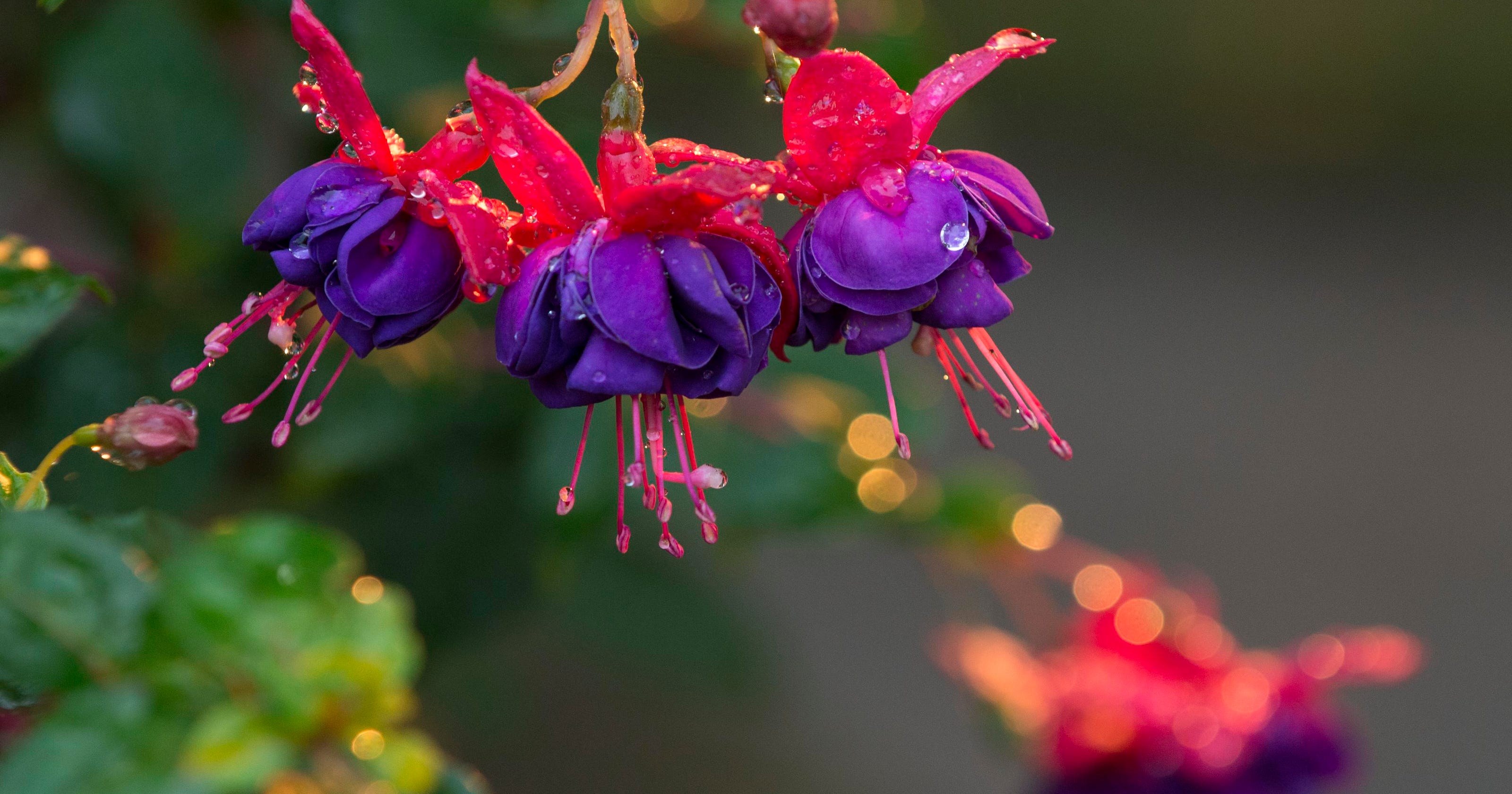 Fuchsias, geraniums, dahlias need winter care