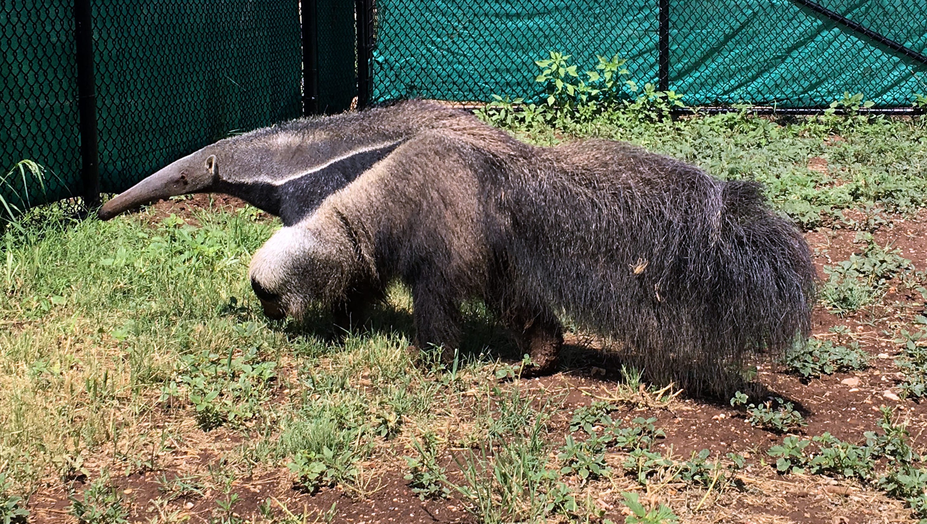 Anteater exhibit sticks snout out Thursday