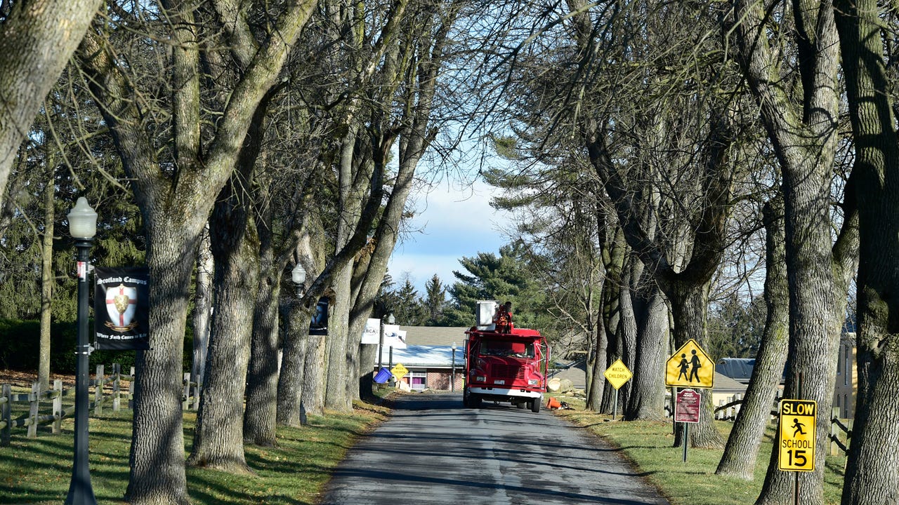 One of Pennsylvania's largest oak trees topples One of Pennsylvania's largest oak trees topples