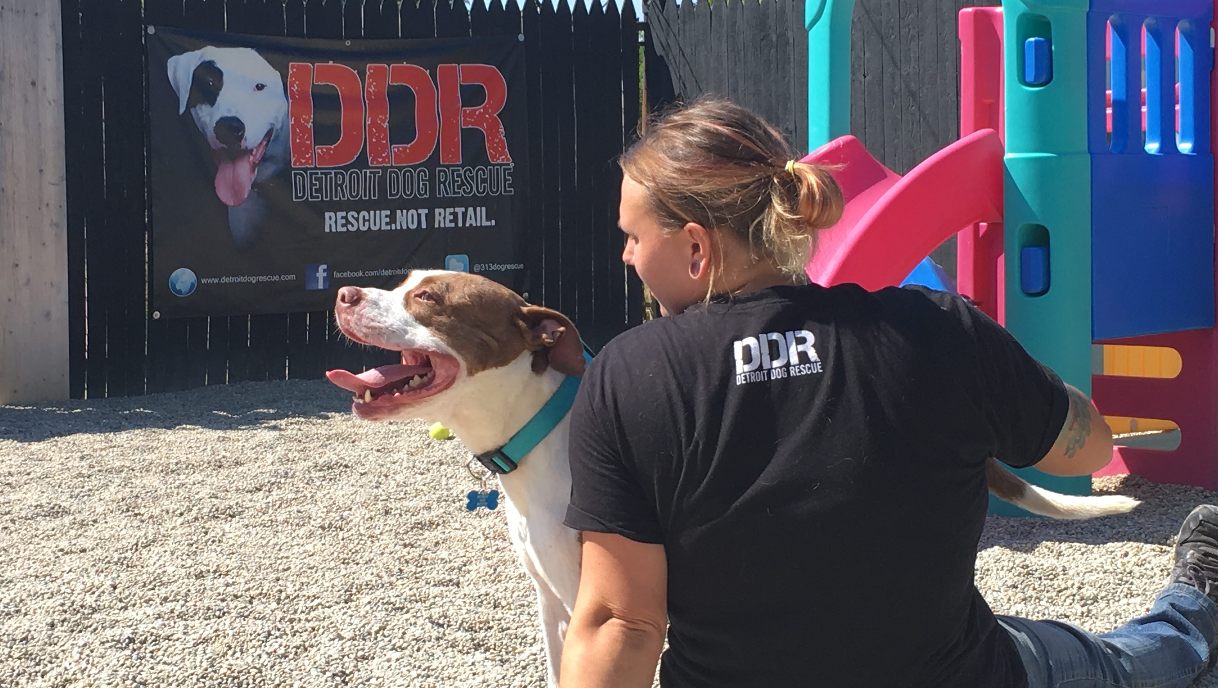 Detroit Dog Rescue helps find dogs a home
