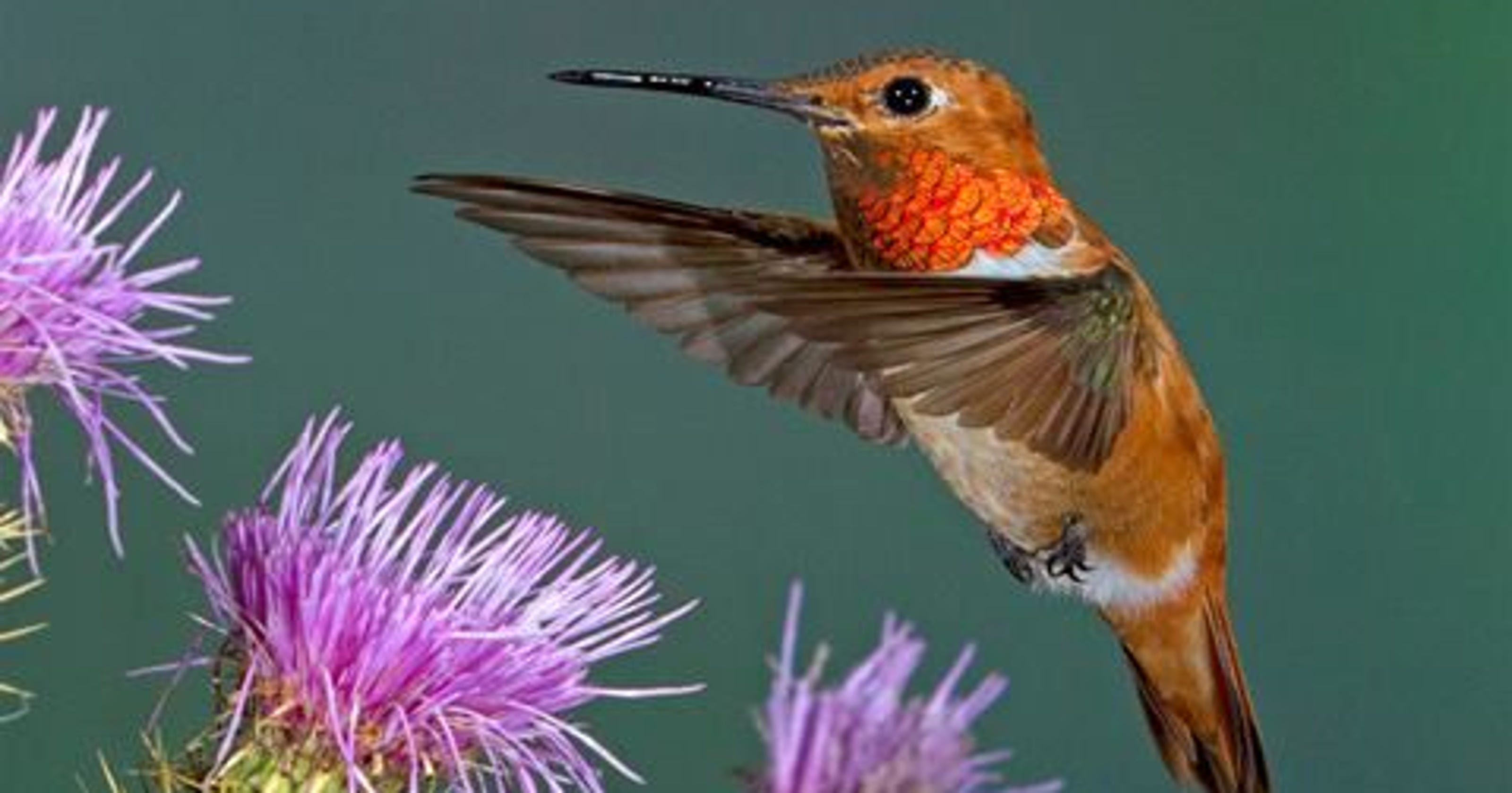 Ask Clay: How do hummingbirds stay warm?