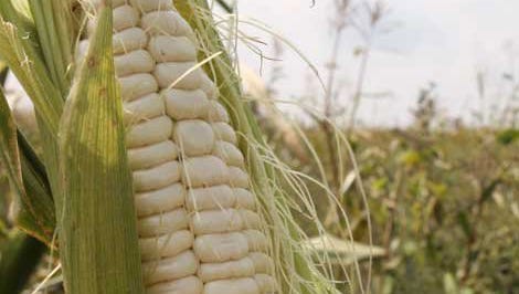 Farm-to-table is so 3,000 years ago