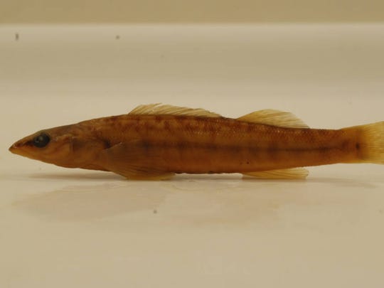 NC wildlife still endangered, threatened