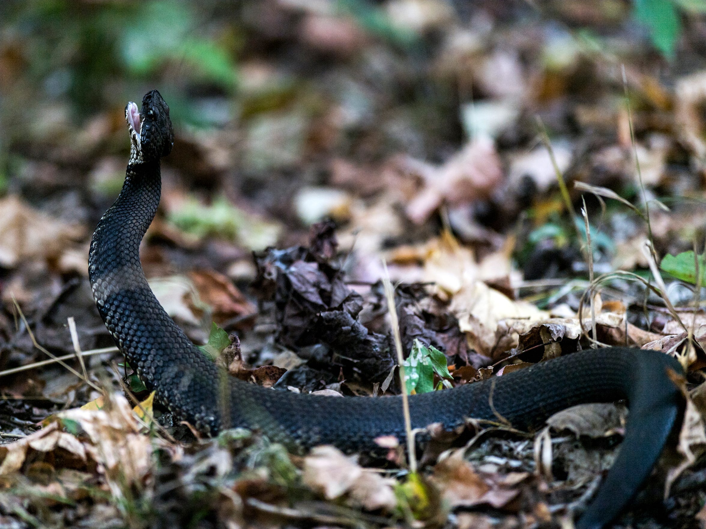 No cars, lots of slithering snakes on Illinois' "Snake Road"