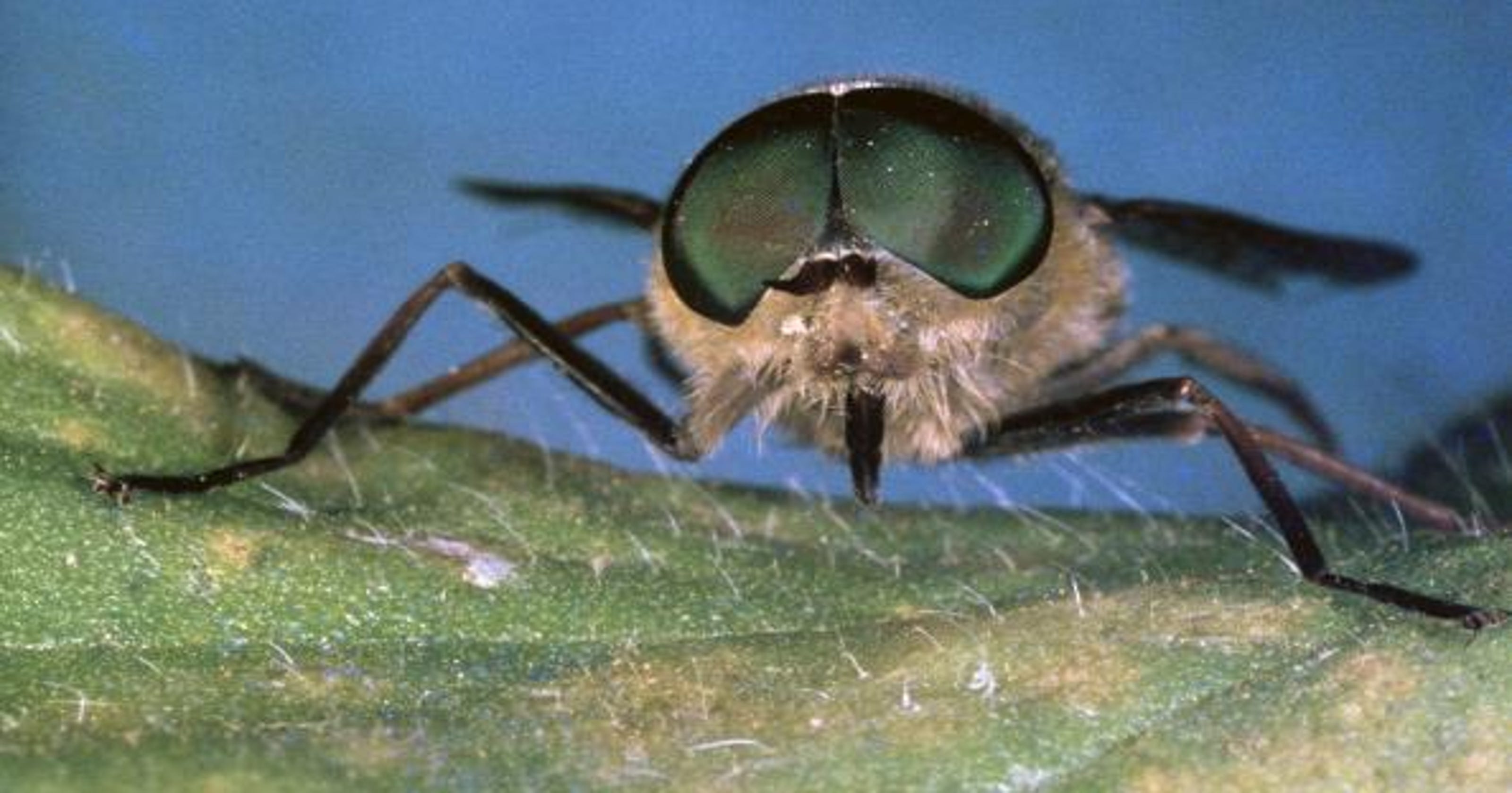 7 Delaware bugs to keep an eye out for