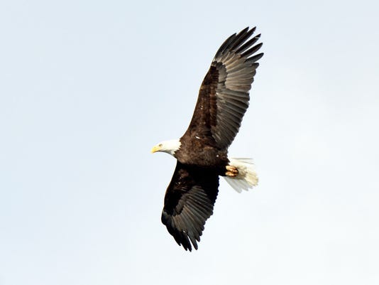 New Jersey's eagle population continues to soar