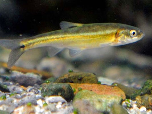Moapa dace population steady in new count of endangered fish