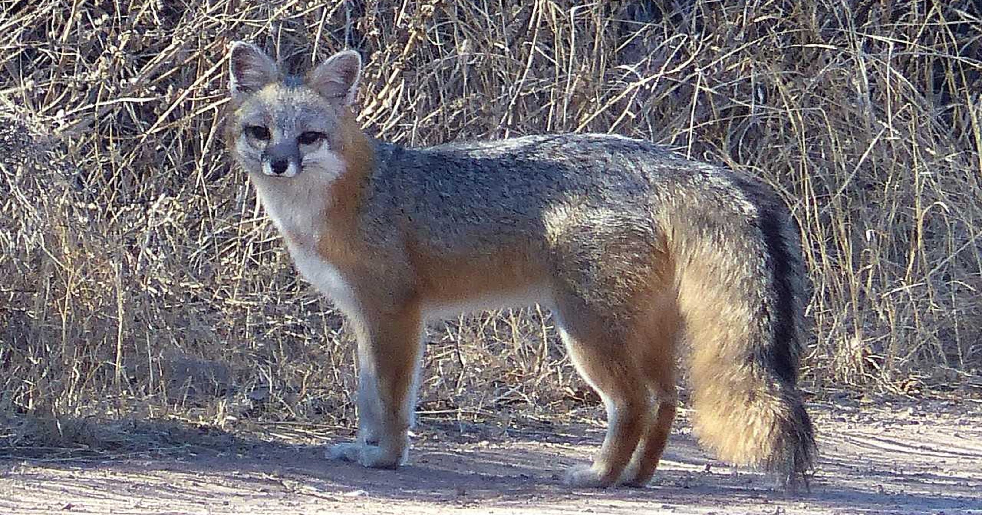 Fox bites person walking rail trail near Shippensburg University