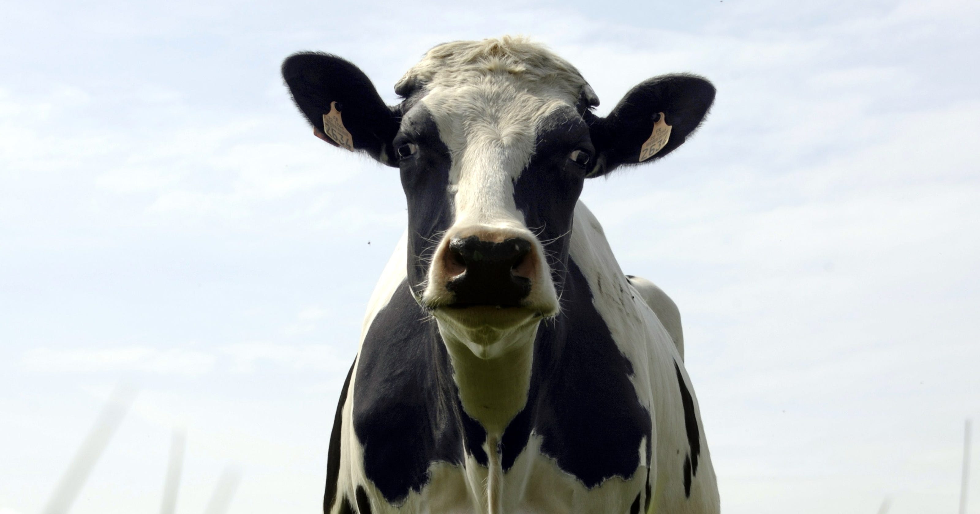 Holy cow! Meat eaters consume 7,000 animals in lifetime