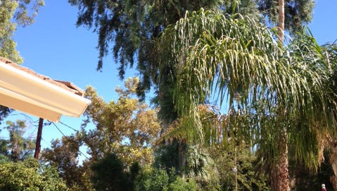 Transplanting ocotillo, planting plumeria