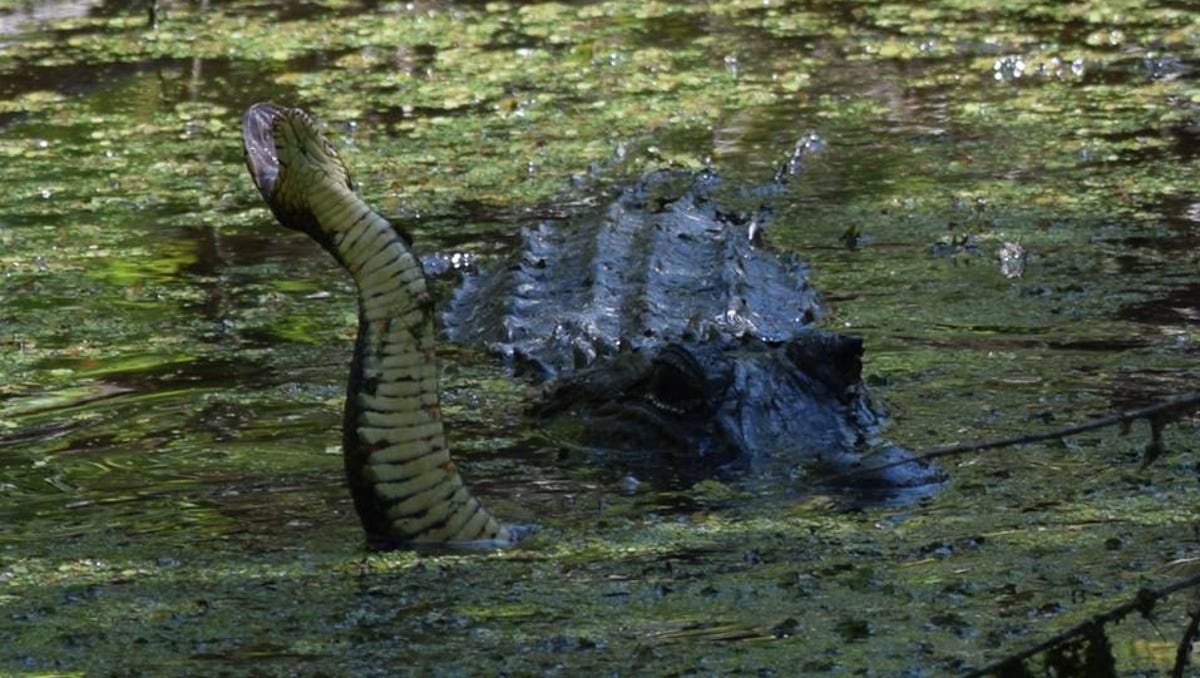Photos: Alligator fights snake at Bird Rookery Swamp in Naples
