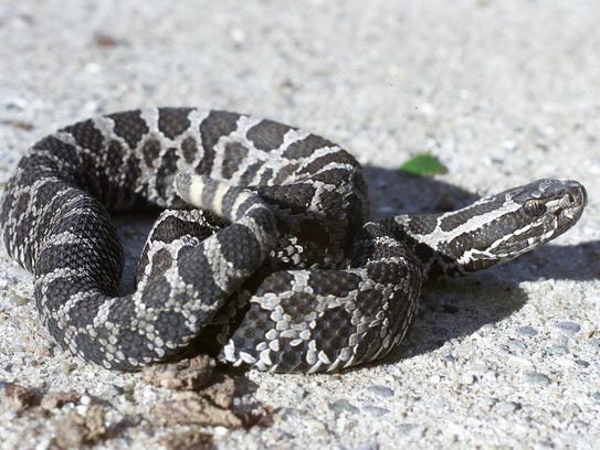 Michigan's only venomous snake now federally protected