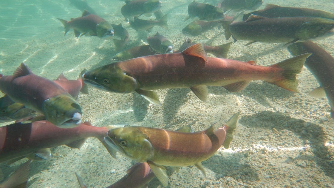 Heat, drought cook fish alive in Pacific Northwest