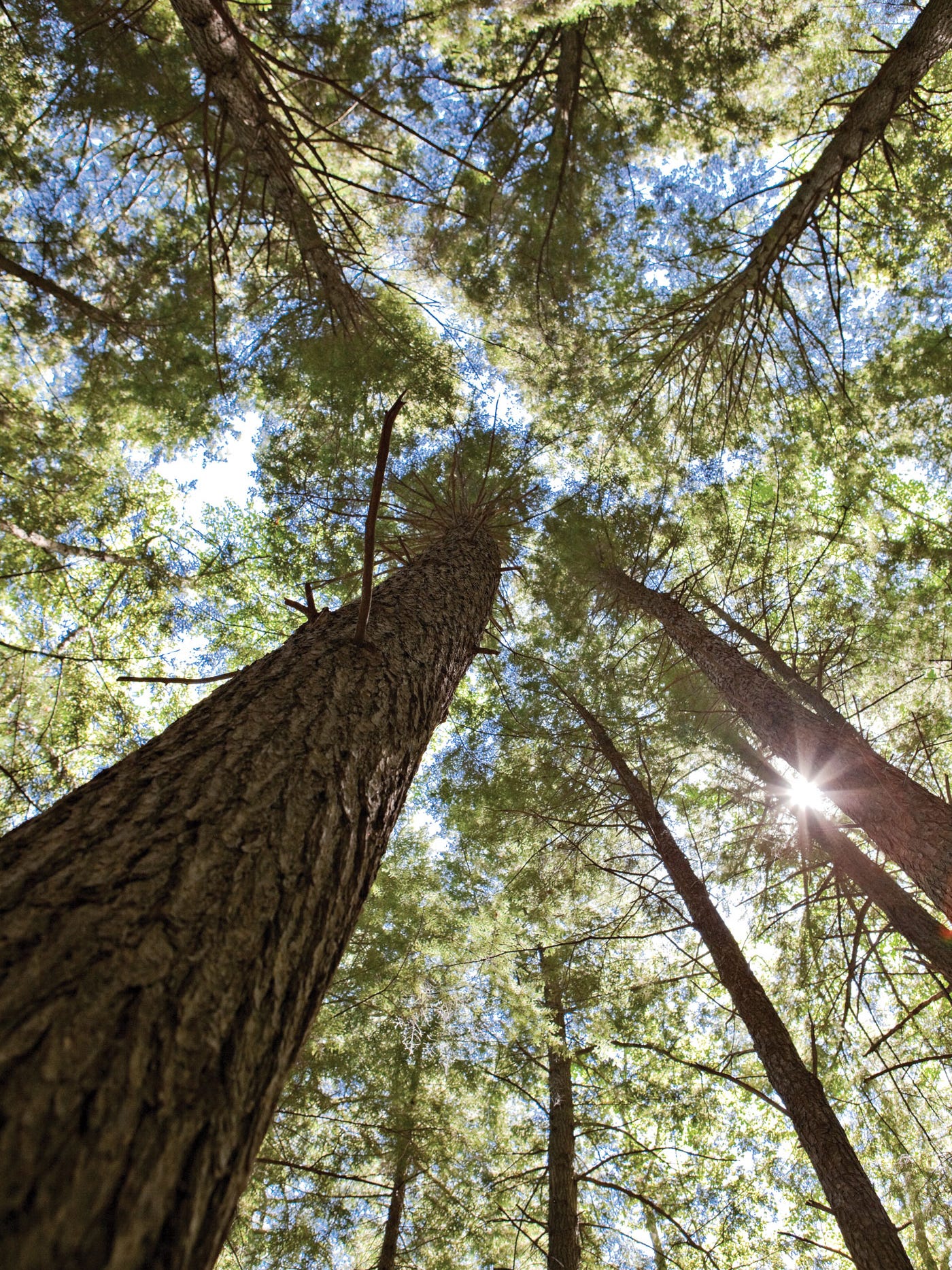 Wisconsin’s Northwoods abound in lakes, trees and that special 'up ...