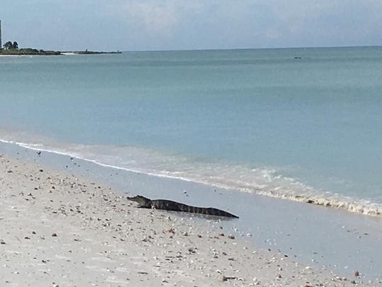 Florida alligator spotted swimming near Lovers Key State Park