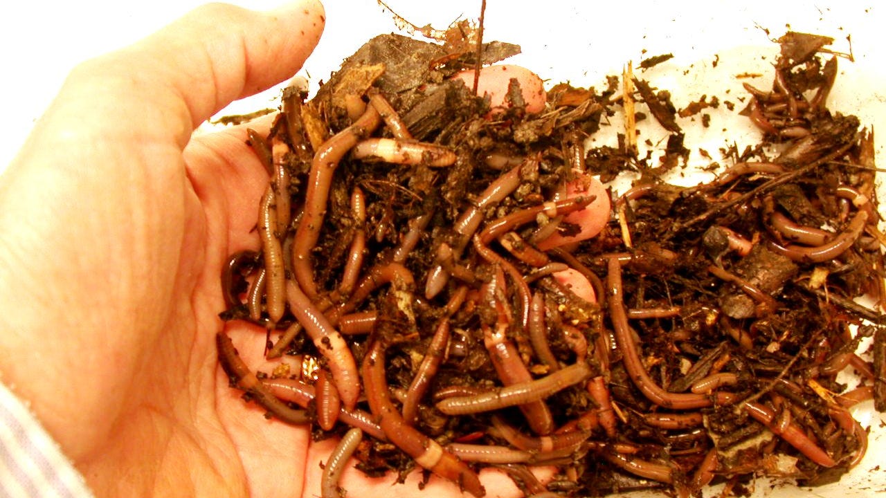 'Crazy-snake' earthworms threaten VT forests