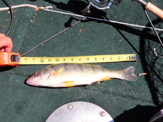 Smith: Yellow perch, the fish of the people, need a boost