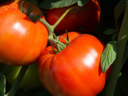 Jersey Icons: the Jersey tomato