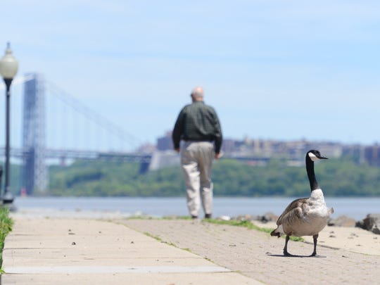 Canada geese love New Jersey, but the love is one-sided