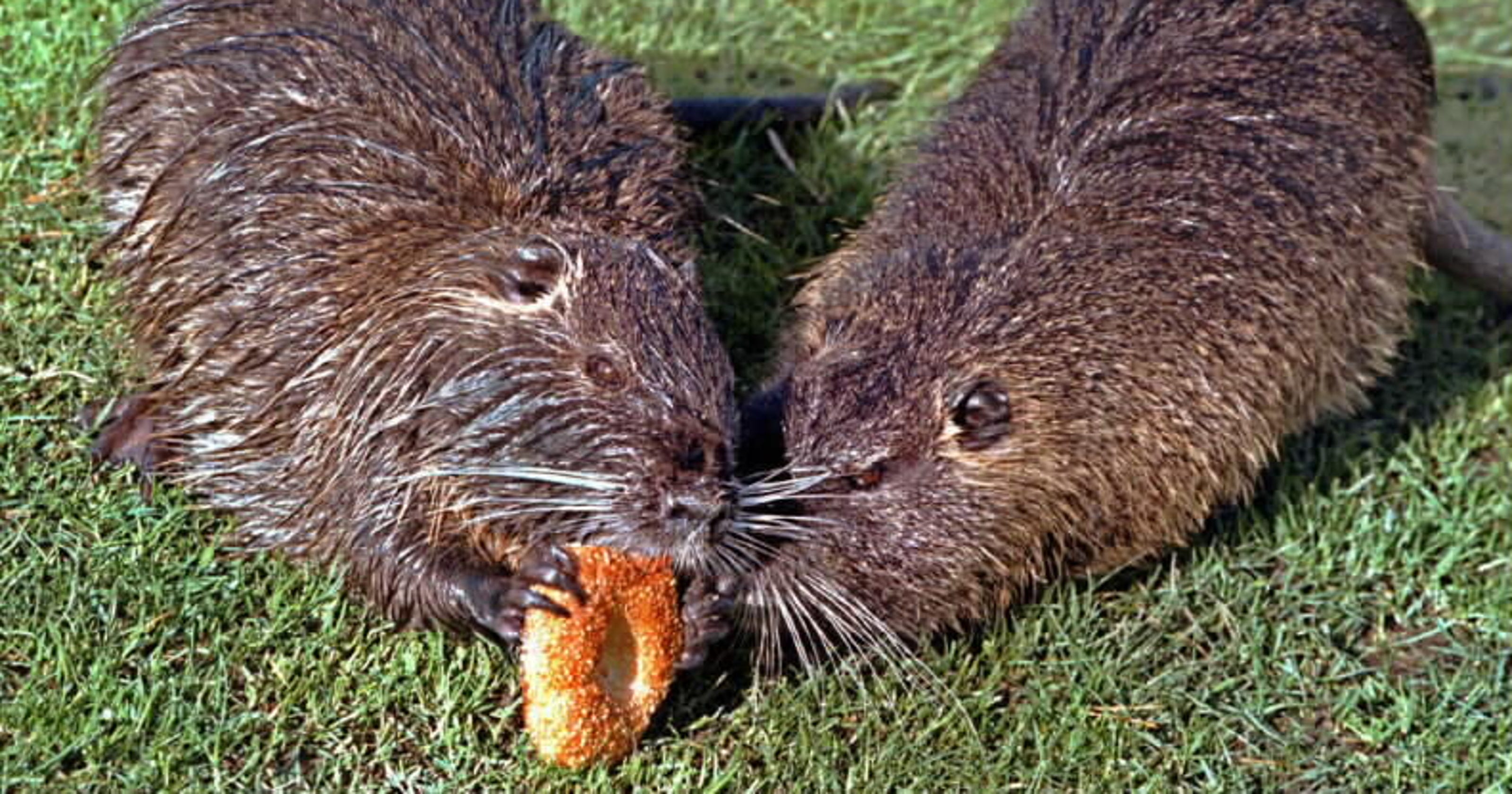 It's Green Bay vs. the muskrats, and no, it's not a baseball game