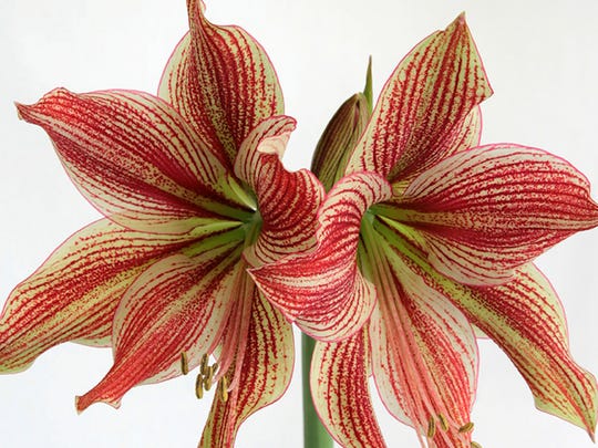 Brighten the indoors with colorful amaryllis blooms