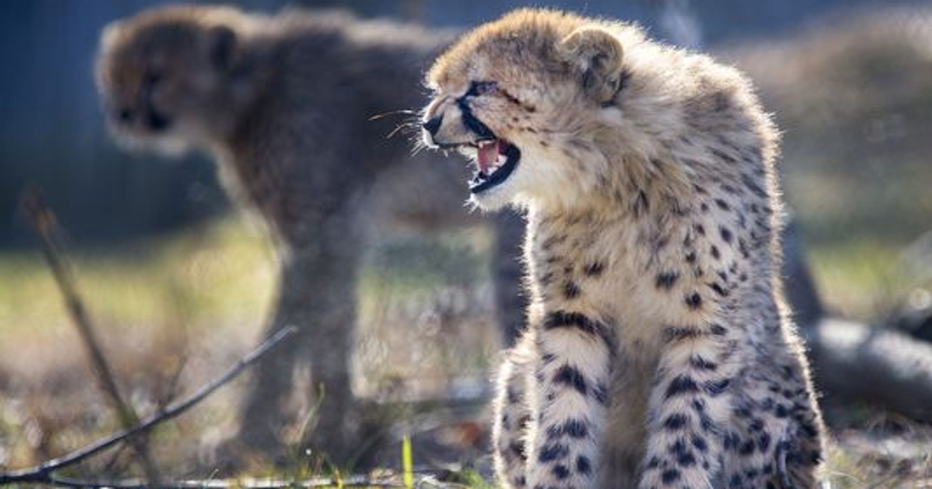 Cincinnati Zoo cheetahs on the move