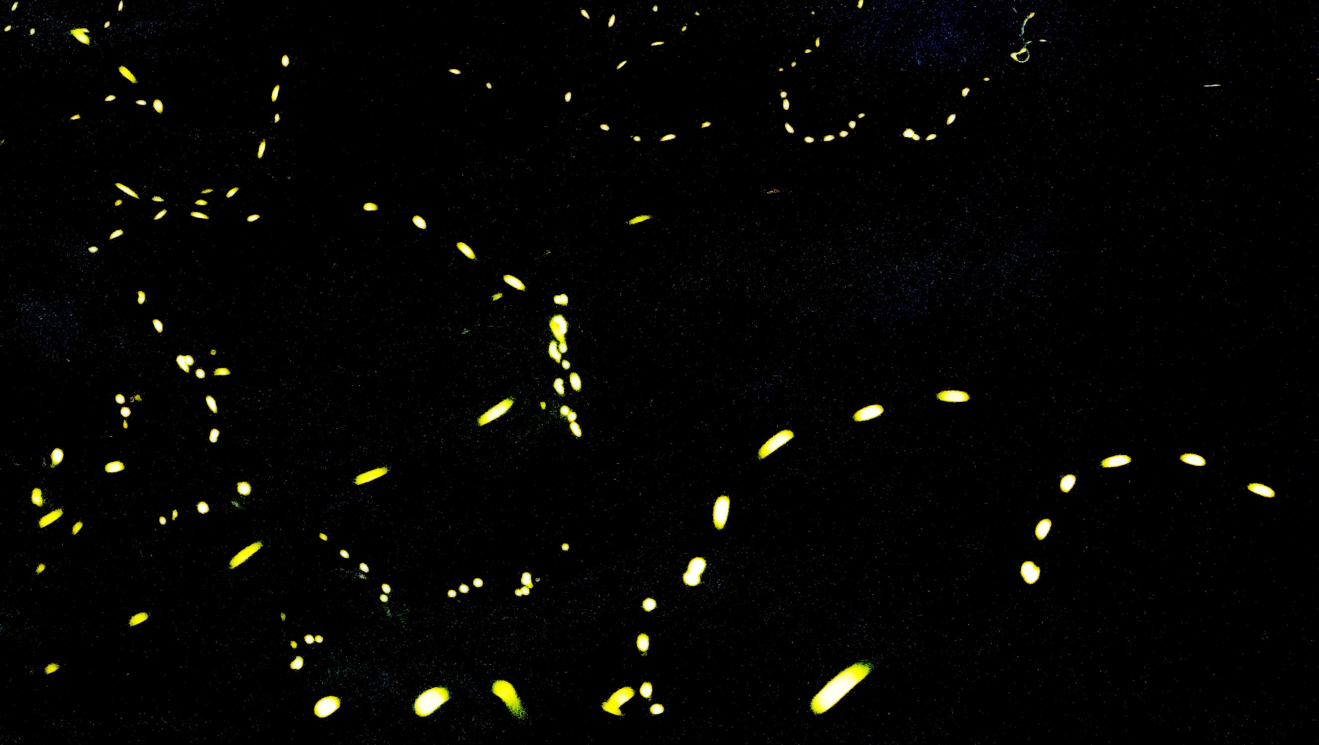 Photos: Elkmont fireflies in the Great Smoky Mountains
