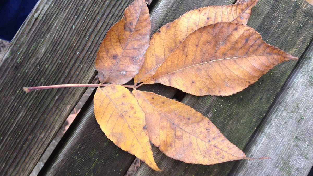 Photos: Fall leaf guide