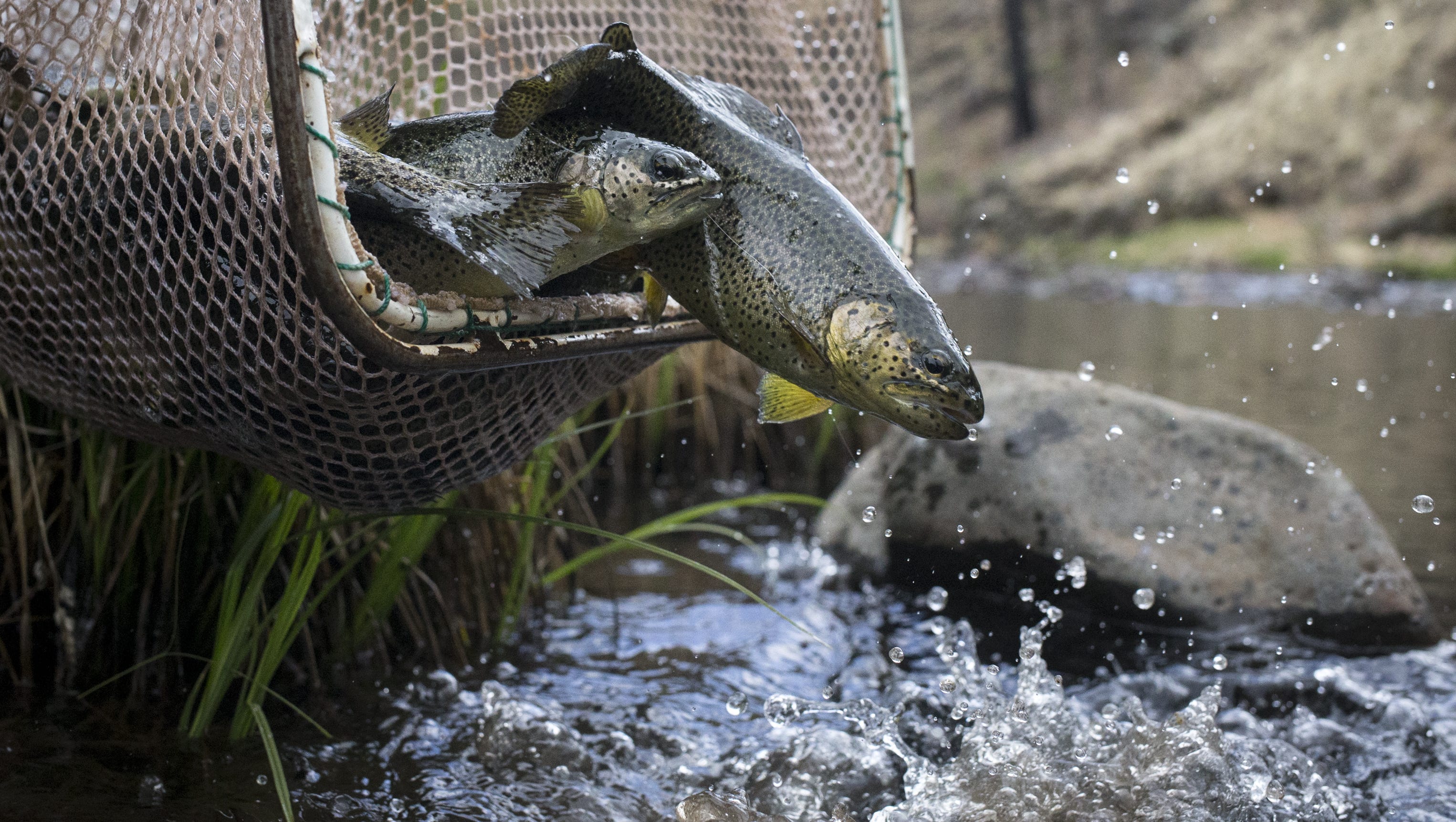 After outbreak, stocking of Apache trout resumes in Arizona waterways