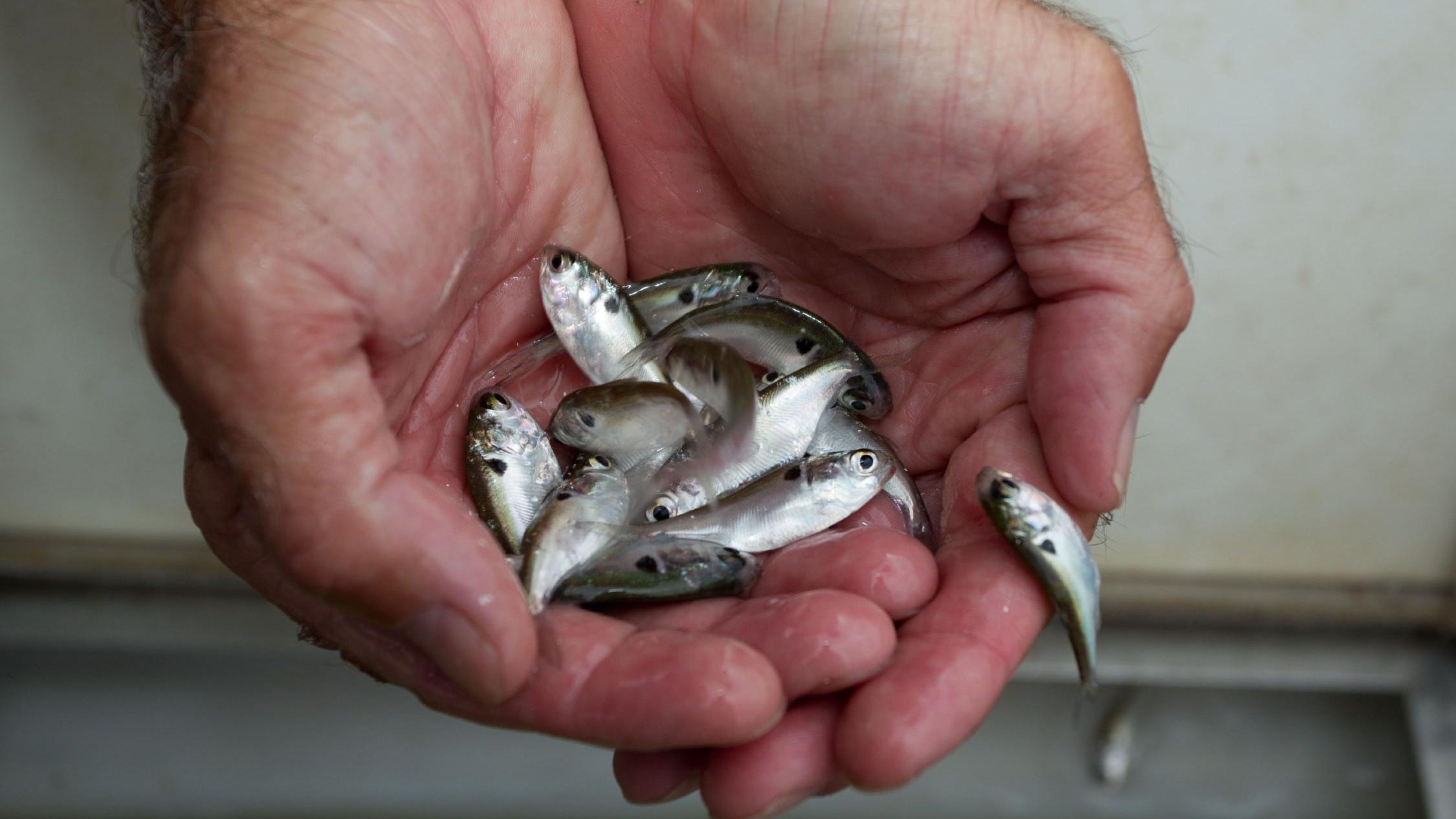 Critter of the Week: Gizzard shad