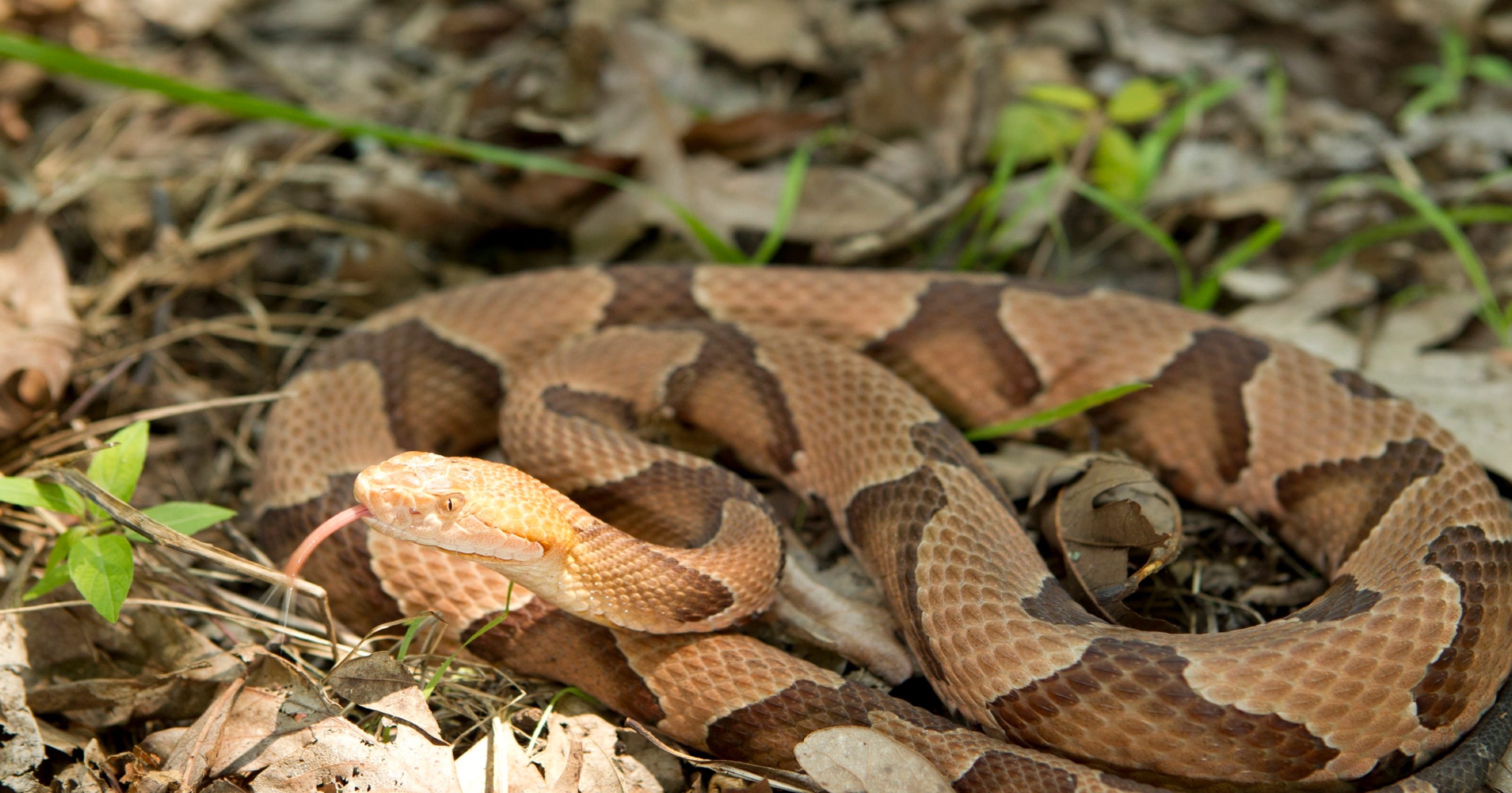 Experts Offer SC Residents Advice On Avoiding Copperhead Snake Bites experts-offer-sc-residents-advice-on-avoiding-copperhead-snake-bites