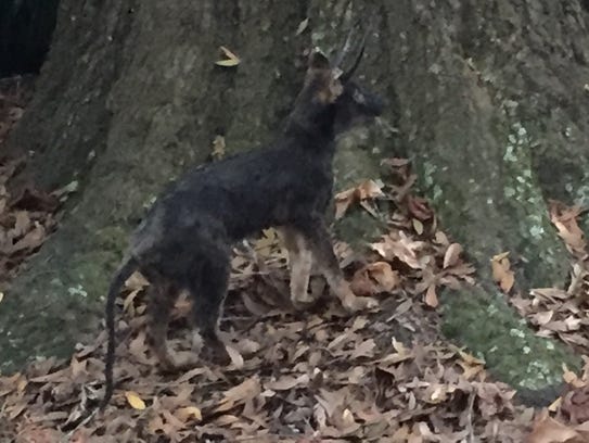 Johnson: Do you believe in the Ozark Howler?