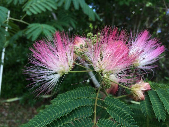 Put mimosa trees on your do not grow list