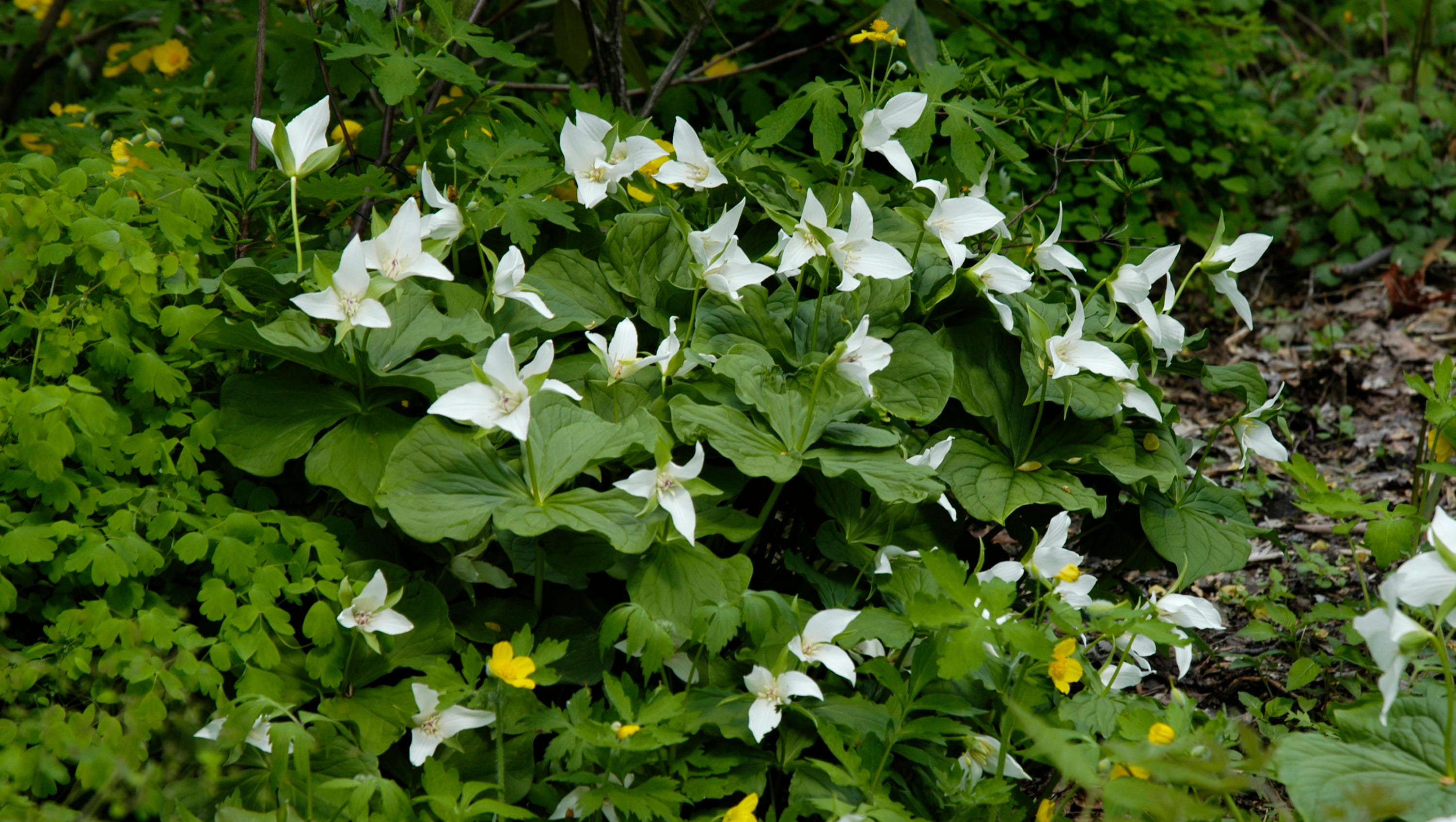 Now is the time to see the beautiful, rare trillium