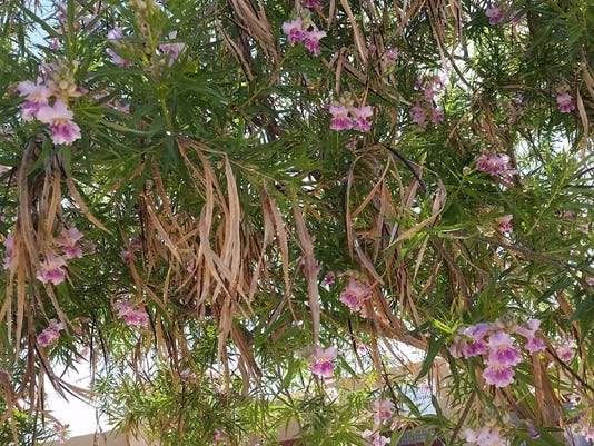 Yard & Garden: How to best manage a desert willow