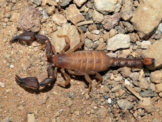 2 new scorpion species found in Arizona; isn't it time to stop looking?