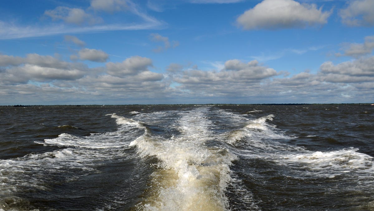 Photos: Researchers test the health of lagoon fish
