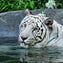 Cincinnati Zoo's last white tiger has died
