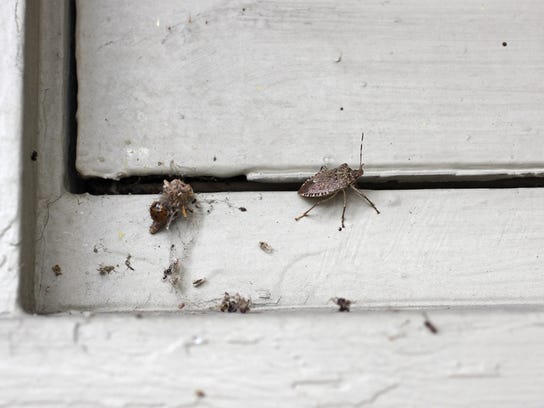 We may be losing war against stink bugs