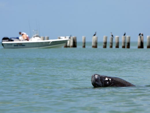 6 places to see manatees in Southwest Florida