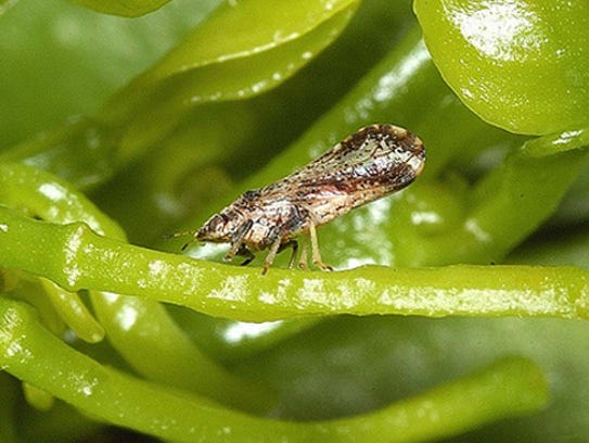 Zapper, resistant trees among tactics to combat citrus greening