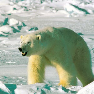 USA's oldest polar bear, Klondike, euthanized at 34 in Philadelphia Zoo