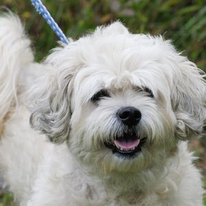 Animal Alliance, Caffe Galleria sponsor Spay-ghetti dinner