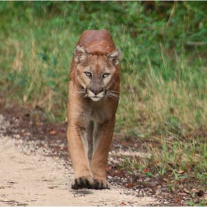 Female panther found north of river for first time since 1973