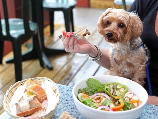 Dining out with your dog just got easier in N.Y.