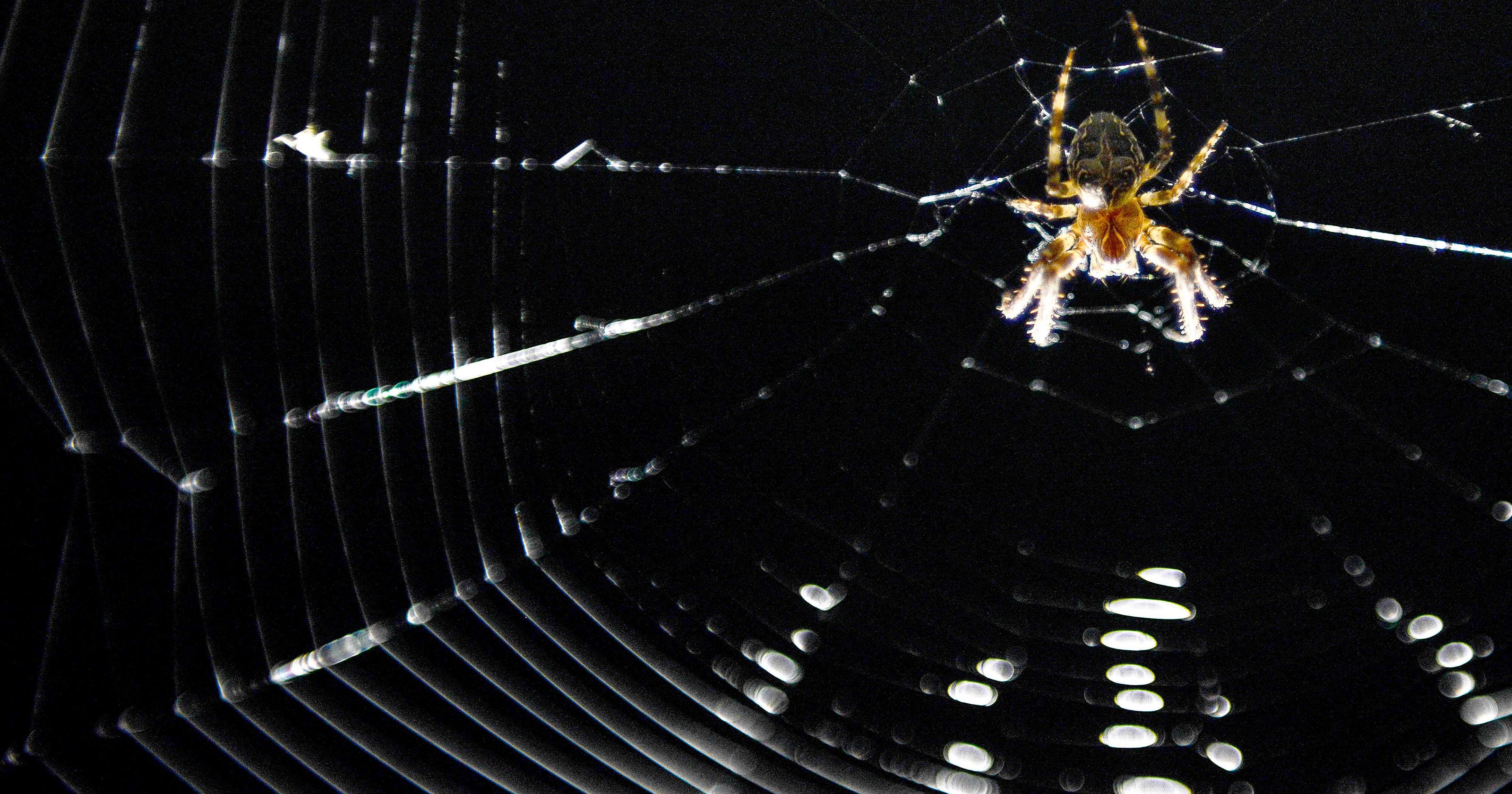 Man tries to kill spider, burns down house