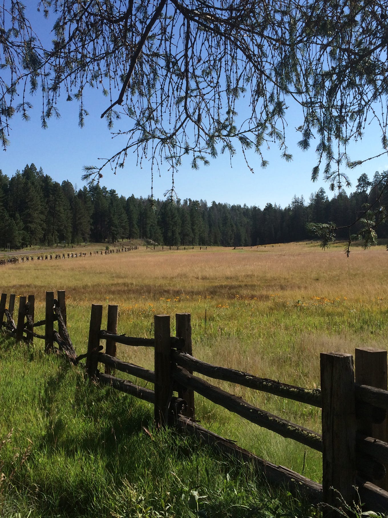 Hannagan Meadow: A break from the digital world