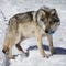 Mexican gray wolf population hits high of 113 in wilds of Arizona, New ...