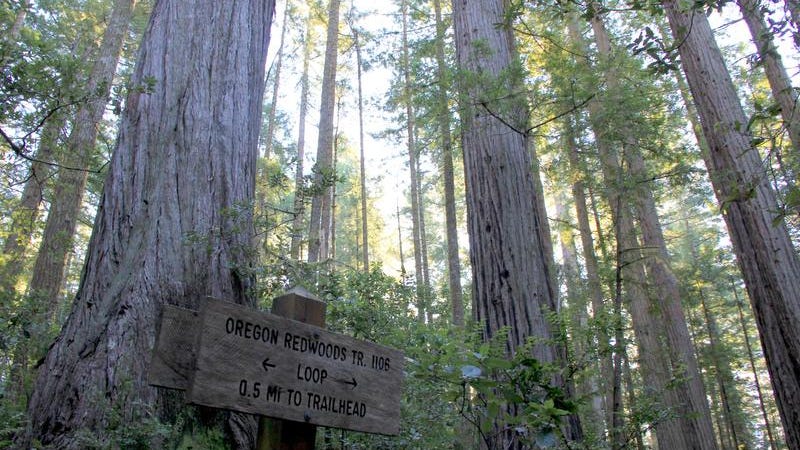 Two ways to explore Oregon's redwoods