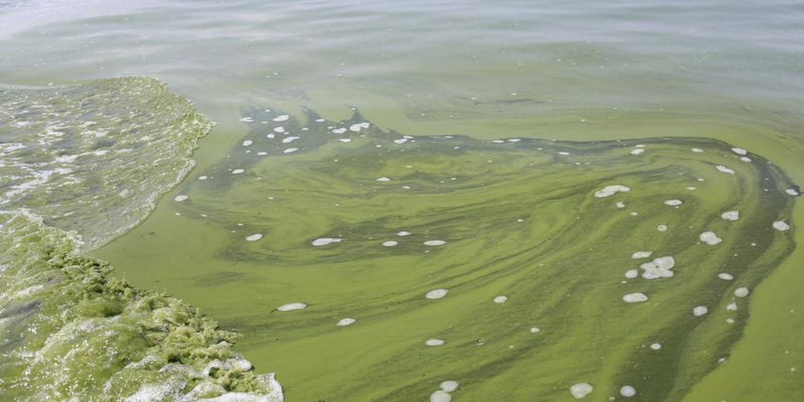 Blue green algae is killing dogs: What pet owners need to know